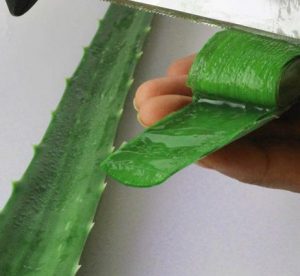 LÁ NHA ĐAM - 7 TÁC DỤNG DIỆU KỲ CẦN BIẾT - Nước Giải Khát RITA